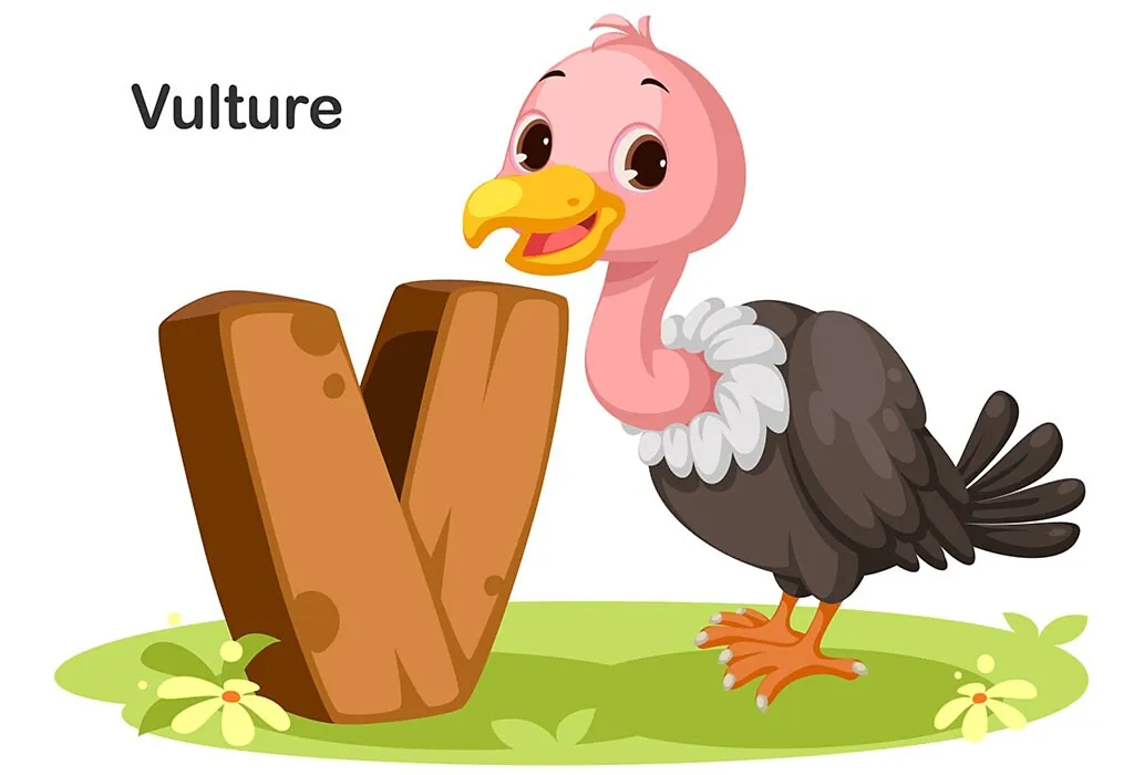 Animal Names that Start With V (Pictures & Facts)