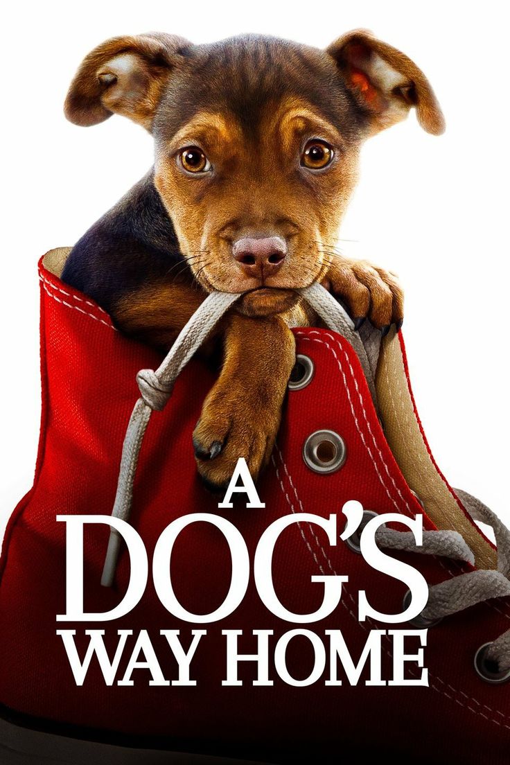 List of 15 Best Dog Movies for Kids