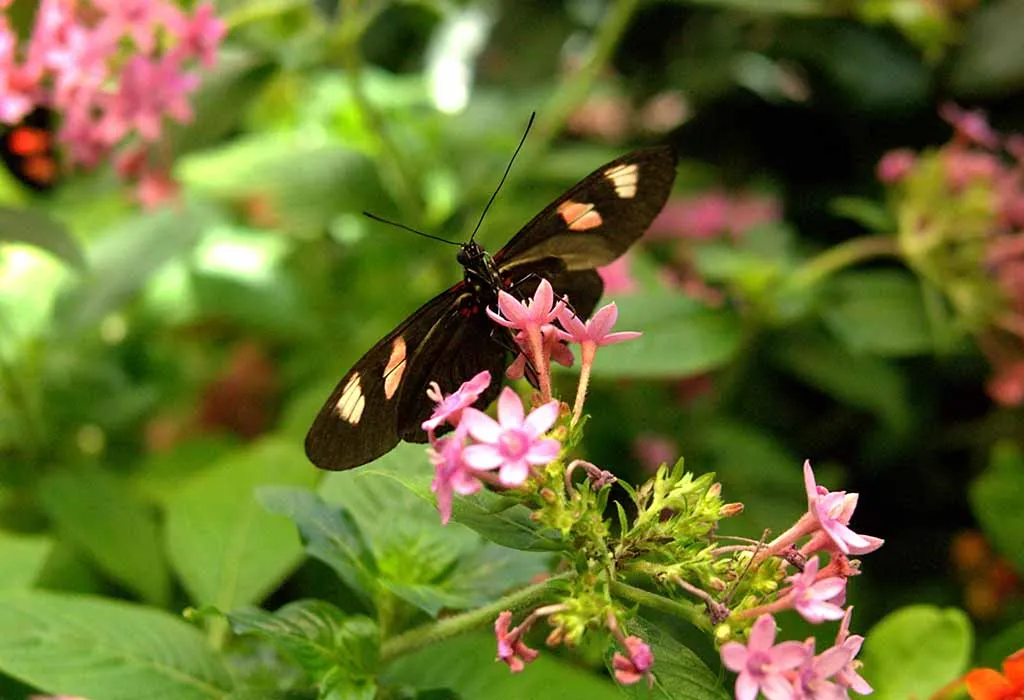 20 Things to Do in New Orleans With Kids