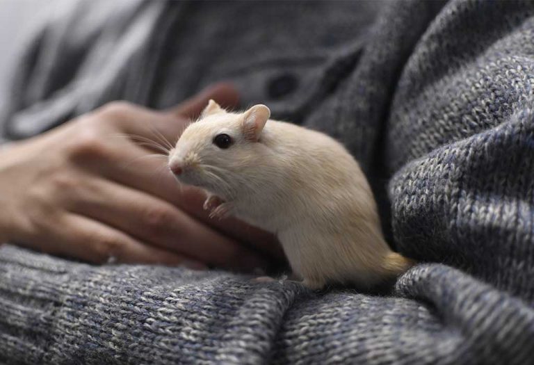 Best 12 Small Pets for Kids