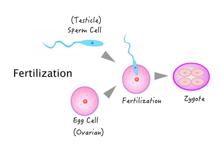Role of Zygote in Fetal Development